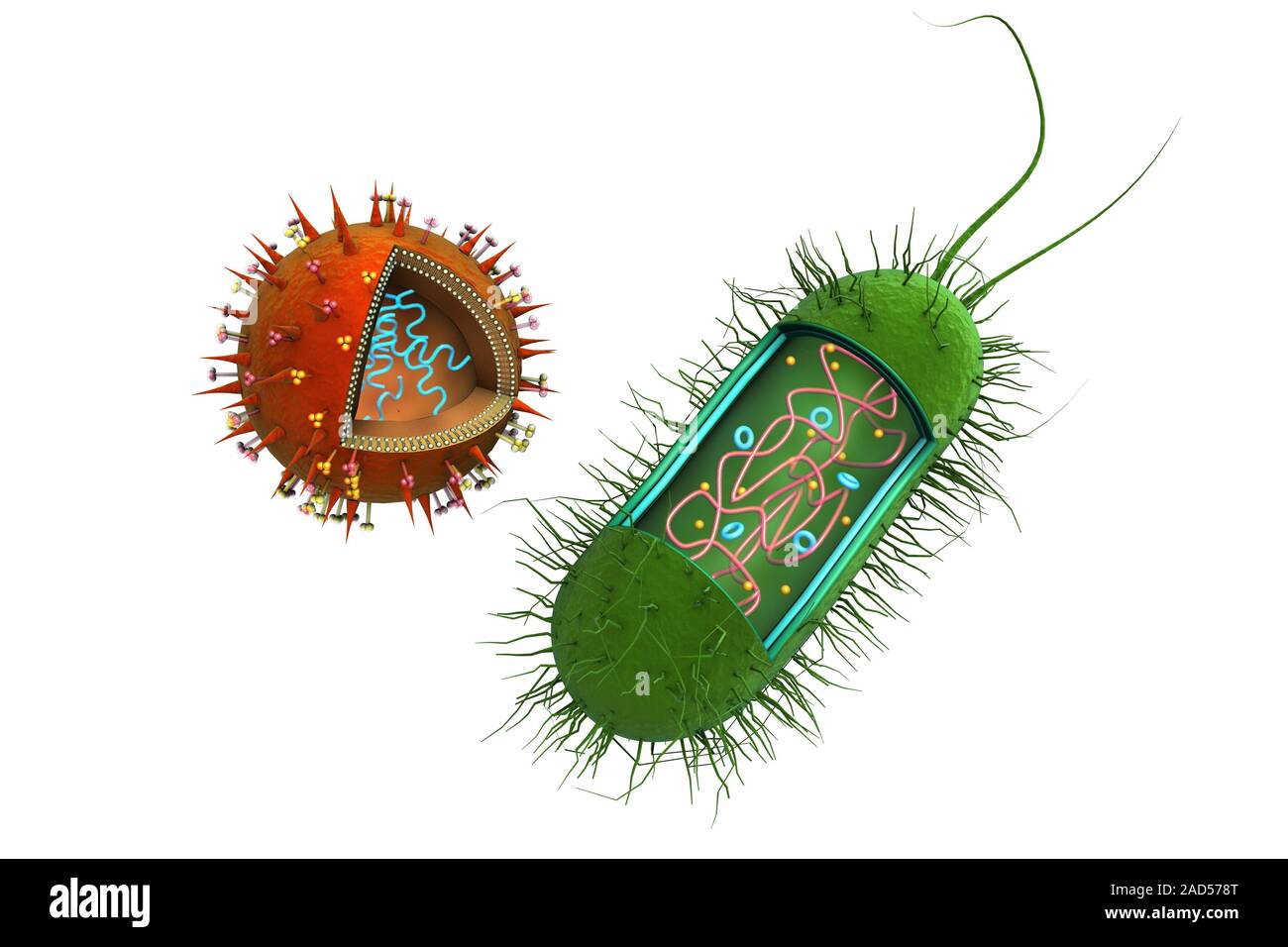 Illustration of an influenza virus (left) and a bacterium (right). The ...