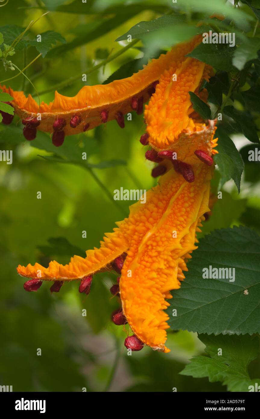 Bitter melon (Momordica charantia) fruit. Ripe fruit on a bitter melon ...