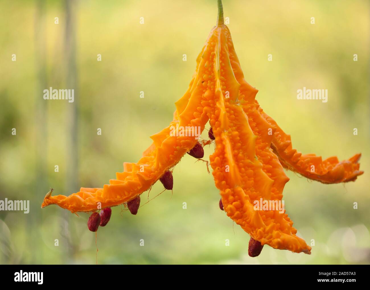 Bitter melon (Momordica charantia) fruit. Ripe fruit on a bitter melon ...