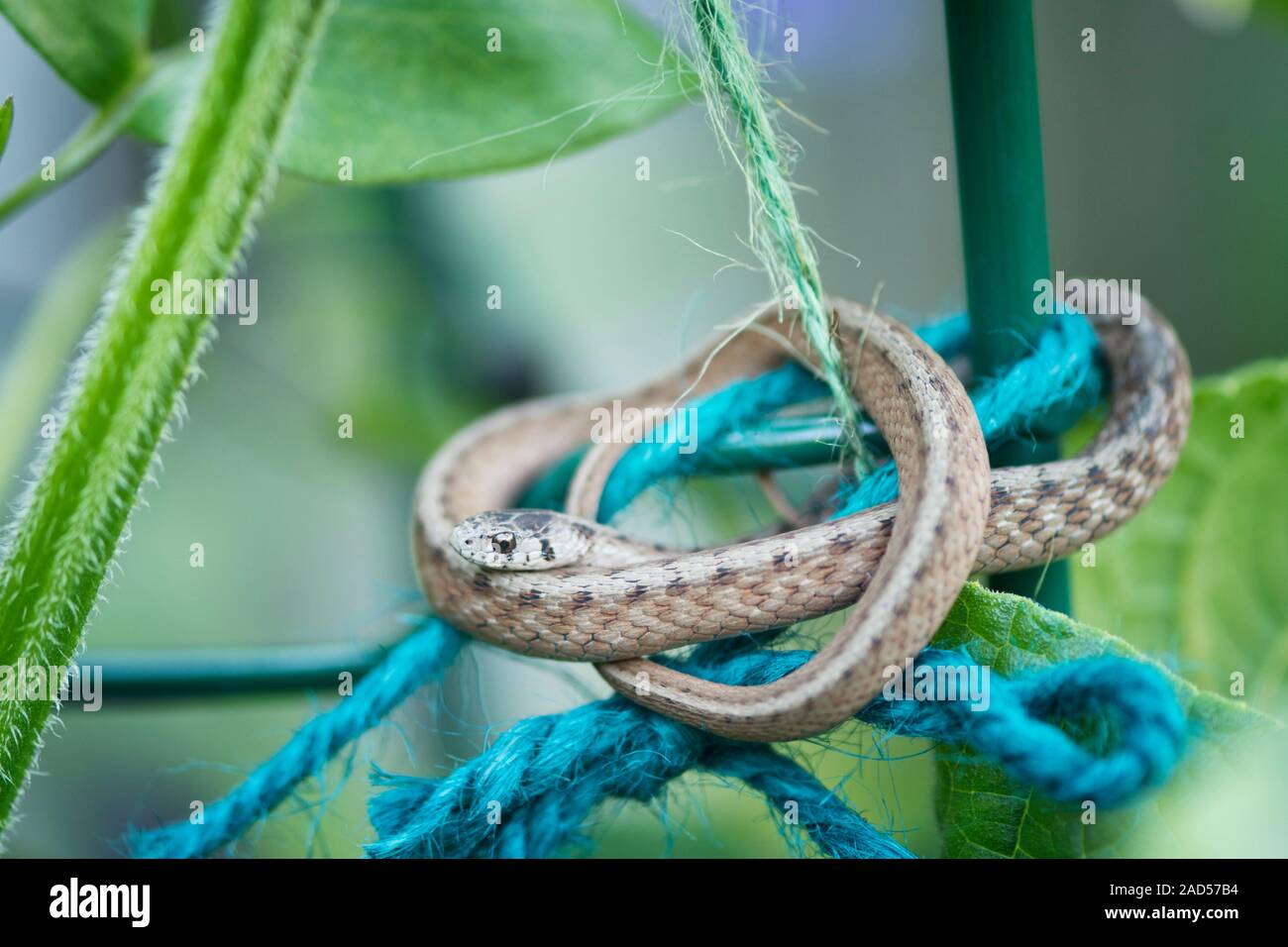 Eastern garter snake (Thamnophis sirtalis sirtalis) on garden twine ...