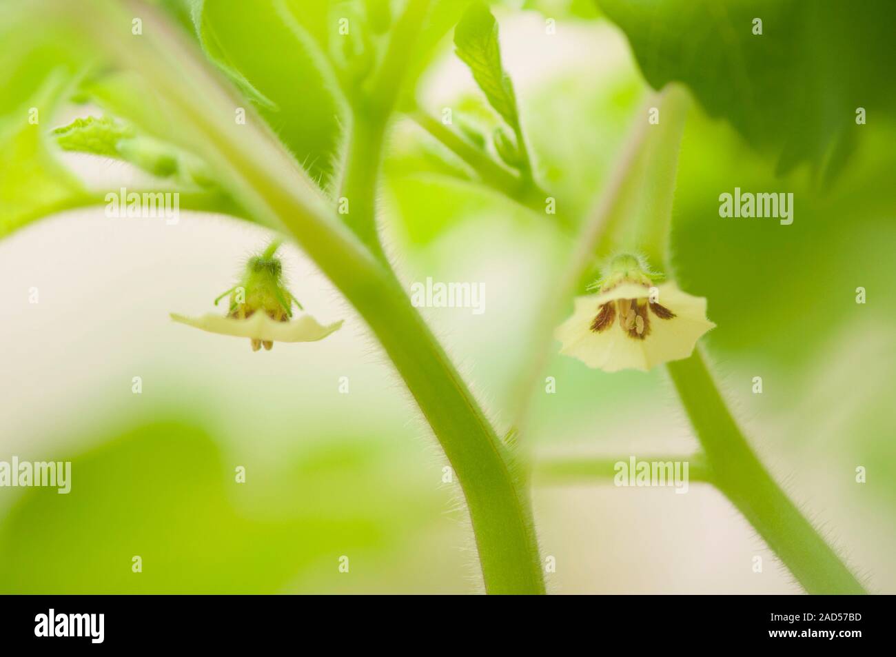 Ground-cherry (Physalis pubescens 'Aunt Molly's') in flower ...