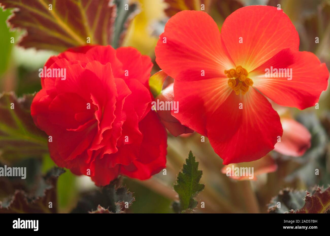 Begonia (Begonia tuberosa) in flower. Close-up of male (left) and ...