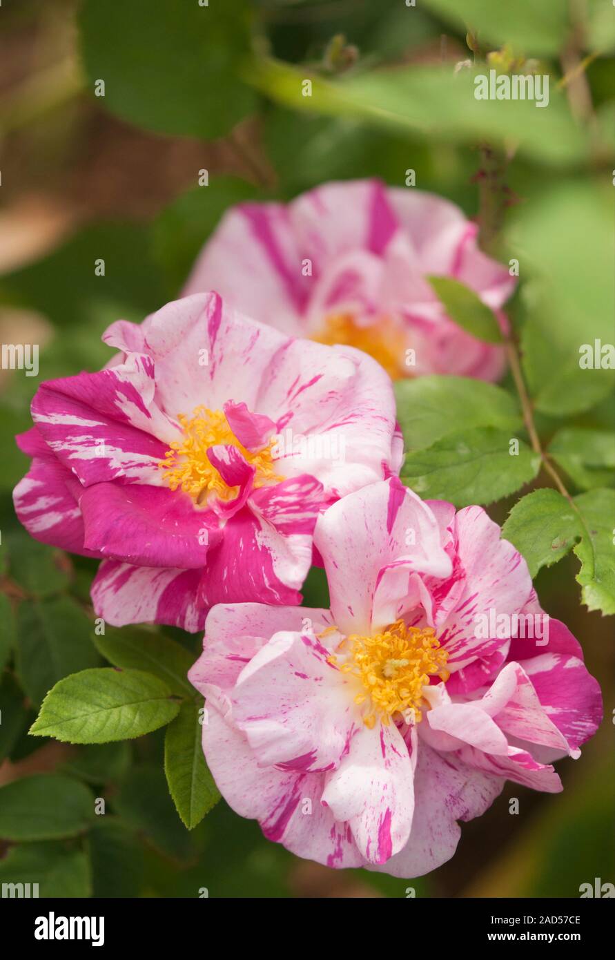 Gallic rose (Rosa 'Rosa Mundi') in flower. Photographed in May Stock ...