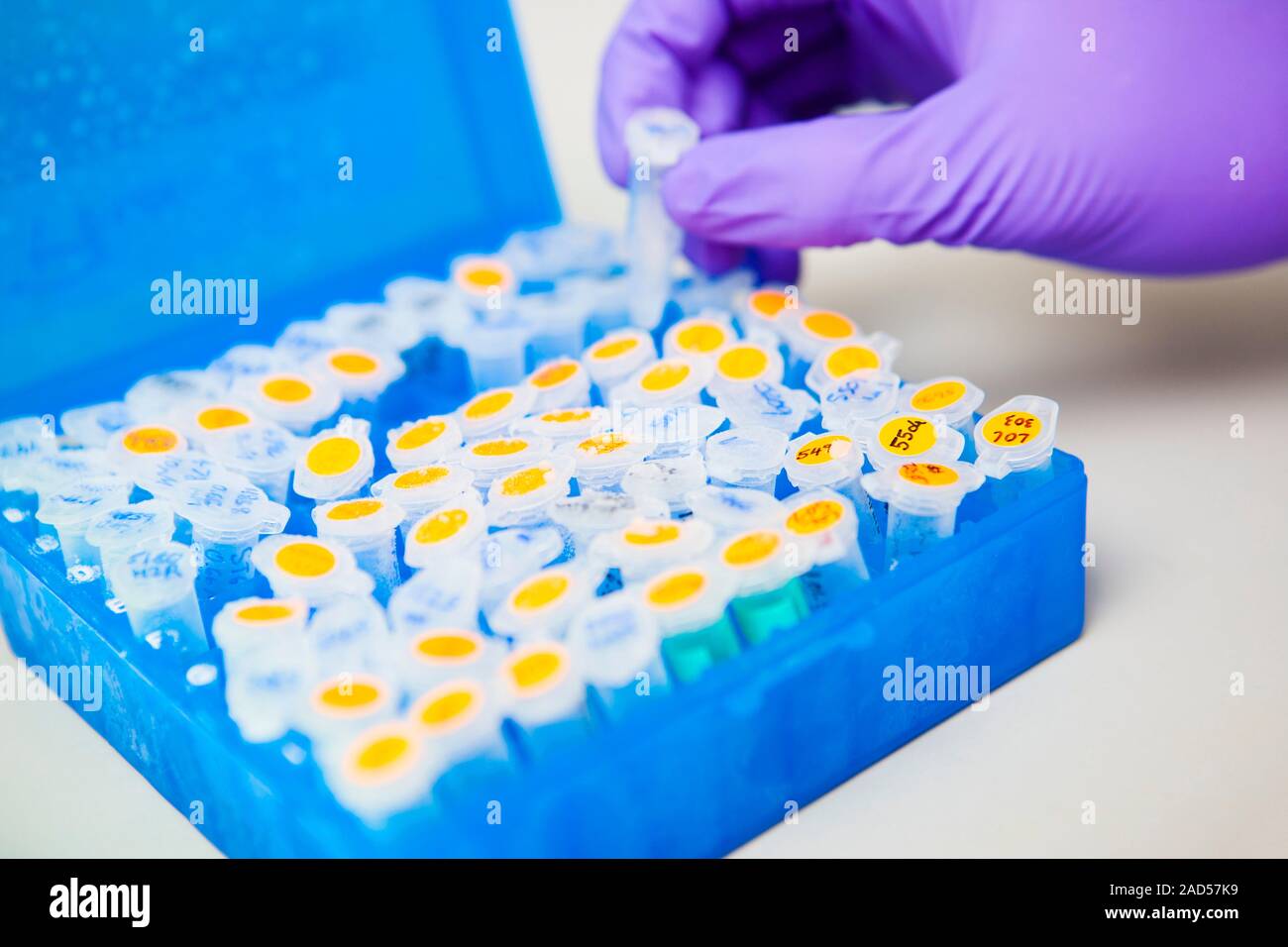 Freezing DNA samples. Samples of DNA (deoxyribonucleic acid) being ...