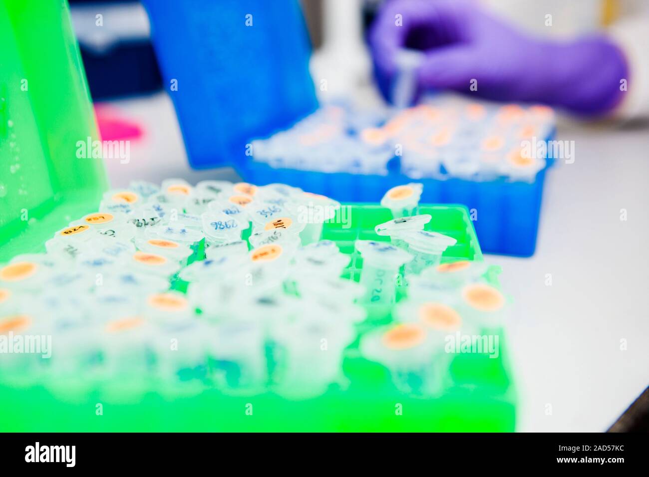Freezing DNA samples. Samples of DNA (deoxyribonucleic acid) being ...
