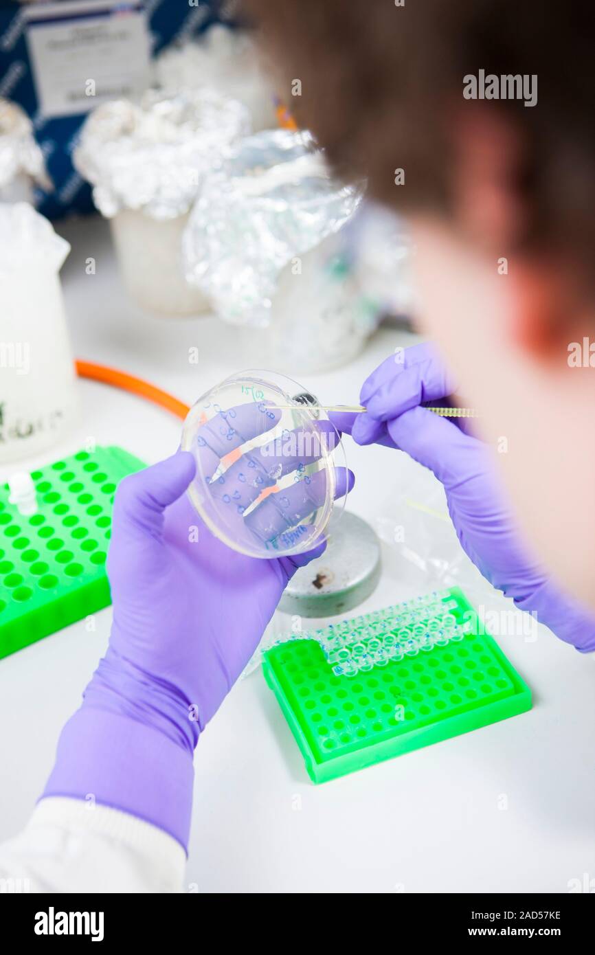 Cell picking from a petri dish. Researcher picking a cell from a cell ...