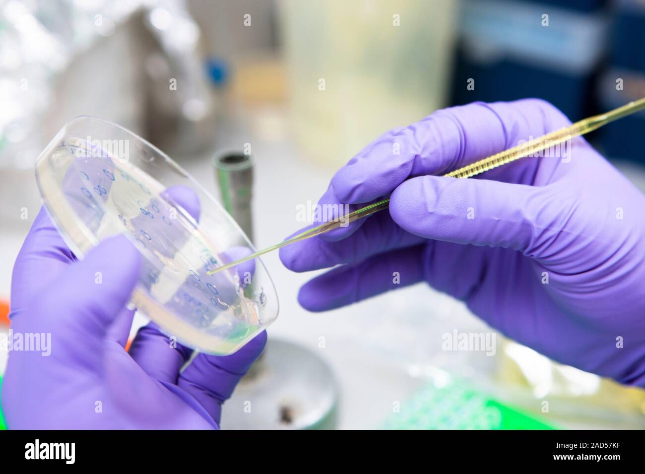 Cell picking from a petri dish. Researcher picking a cell from a cell ...