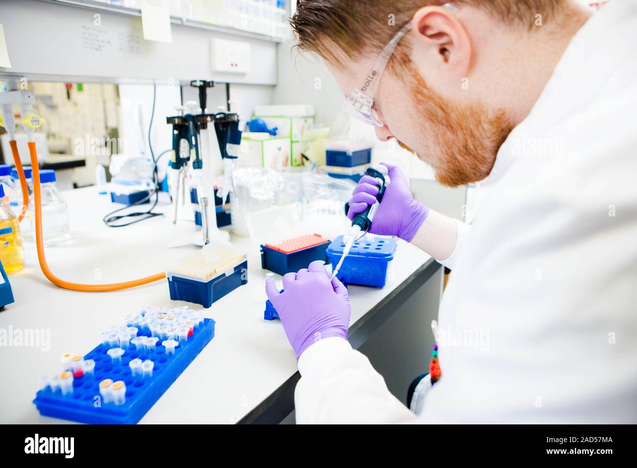 Pipetting DNA samples. Pipetting of DNA (deoxyribonucleic acid) samples ...