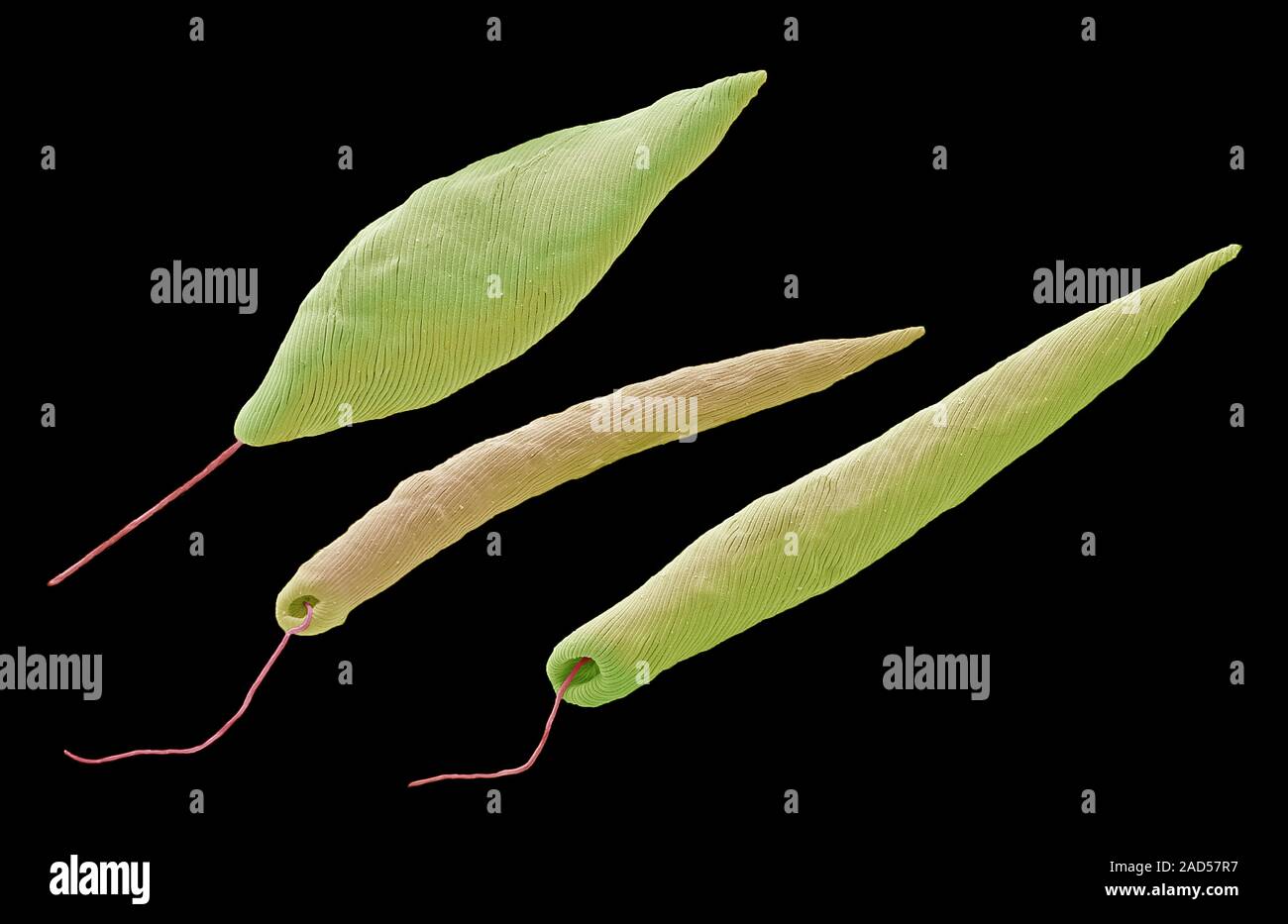 Euglena. Coloured scanning electron micrograph showing Euglena sp ...