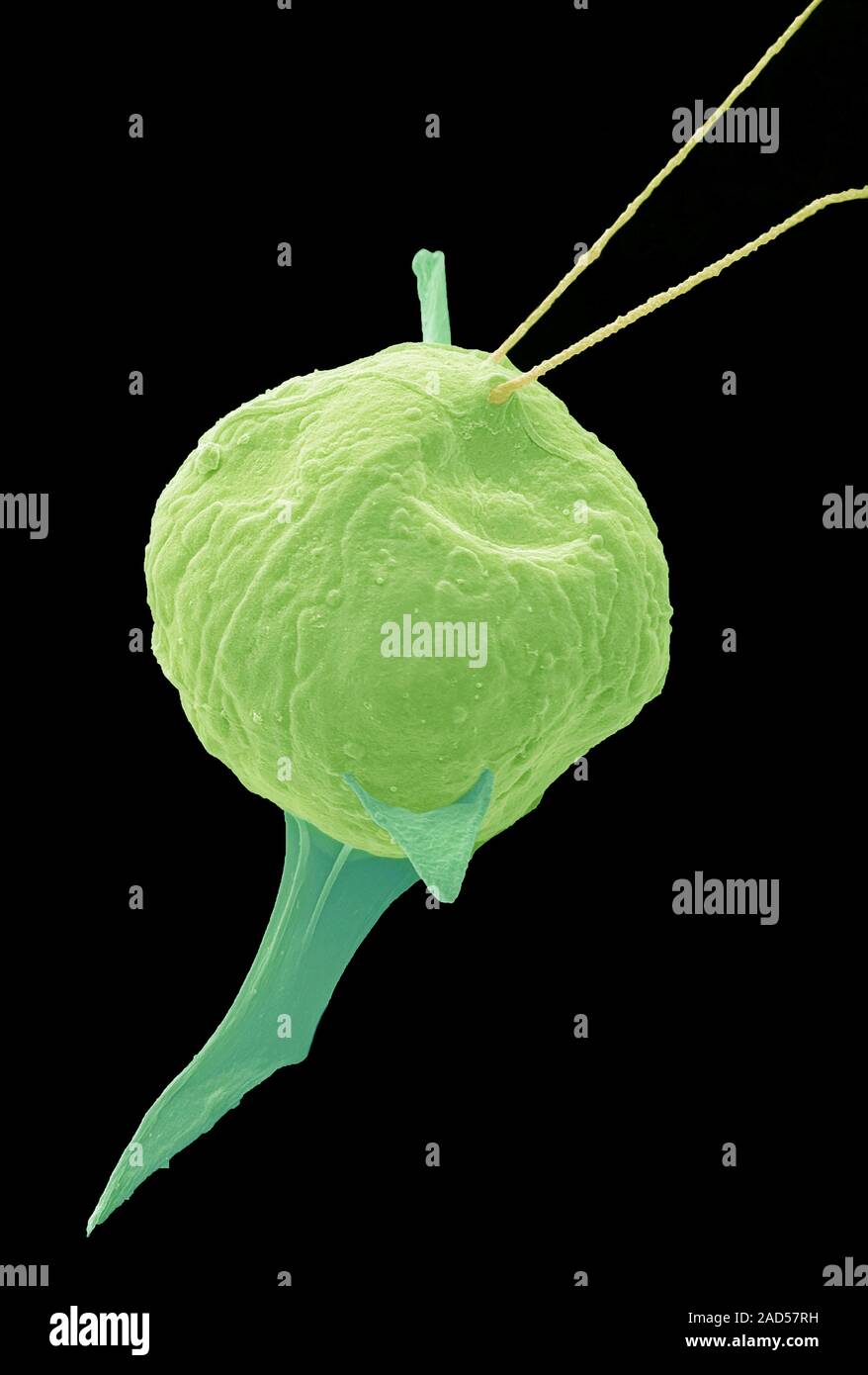 Marine alga. Scanning electron micrograph (SEM). Unidentified species ...