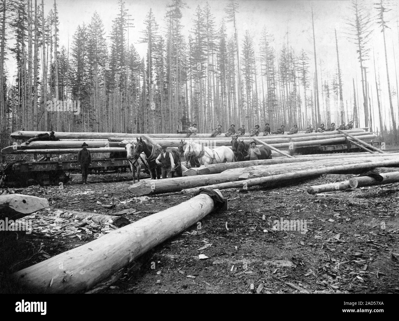 Timber logging. Workers and a team of horses in the USA in the 1890s ...