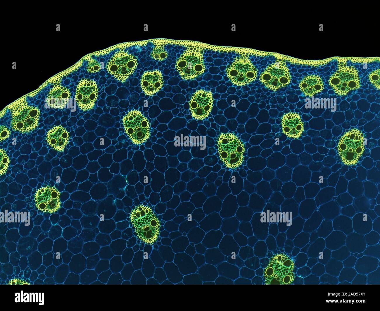 Monocot stem vascular arrangement. Light micrograph (LM) of a section ... Monocot stem vascular arrangement. Light micrograph (LM) of a section ...