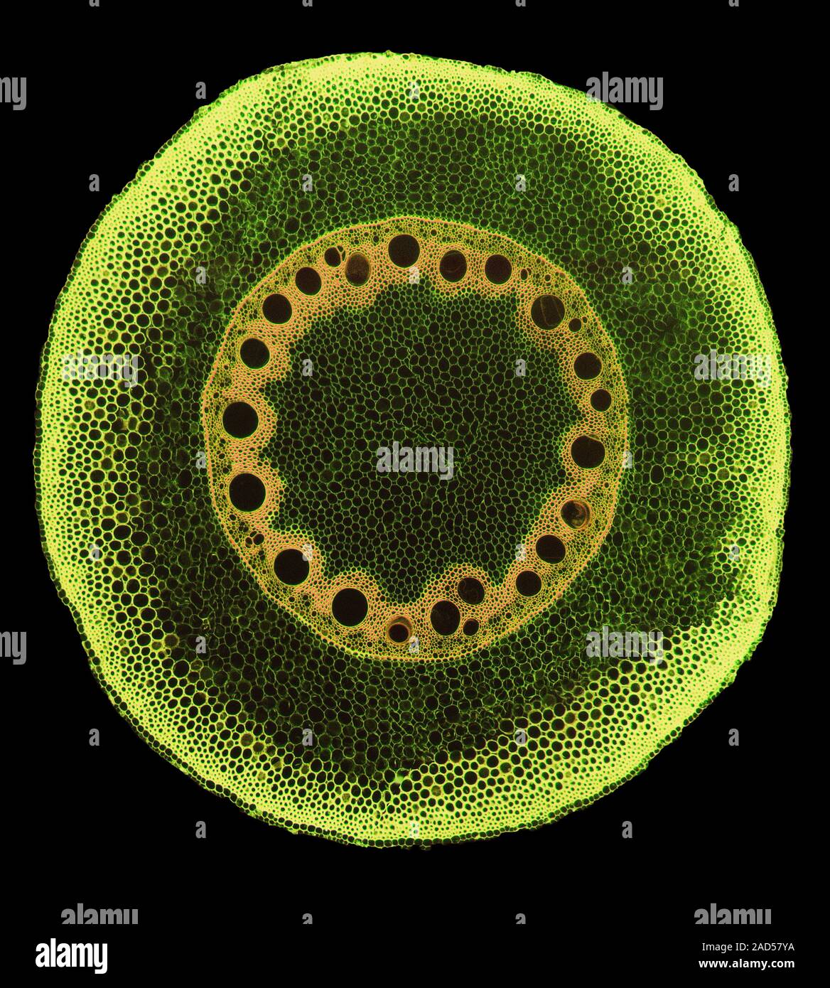 Monocot root vascular arrangement. Light micrograph (LM) of a section ... Monocot root vascular arrangement. Light micrograph (LM) of a section ...