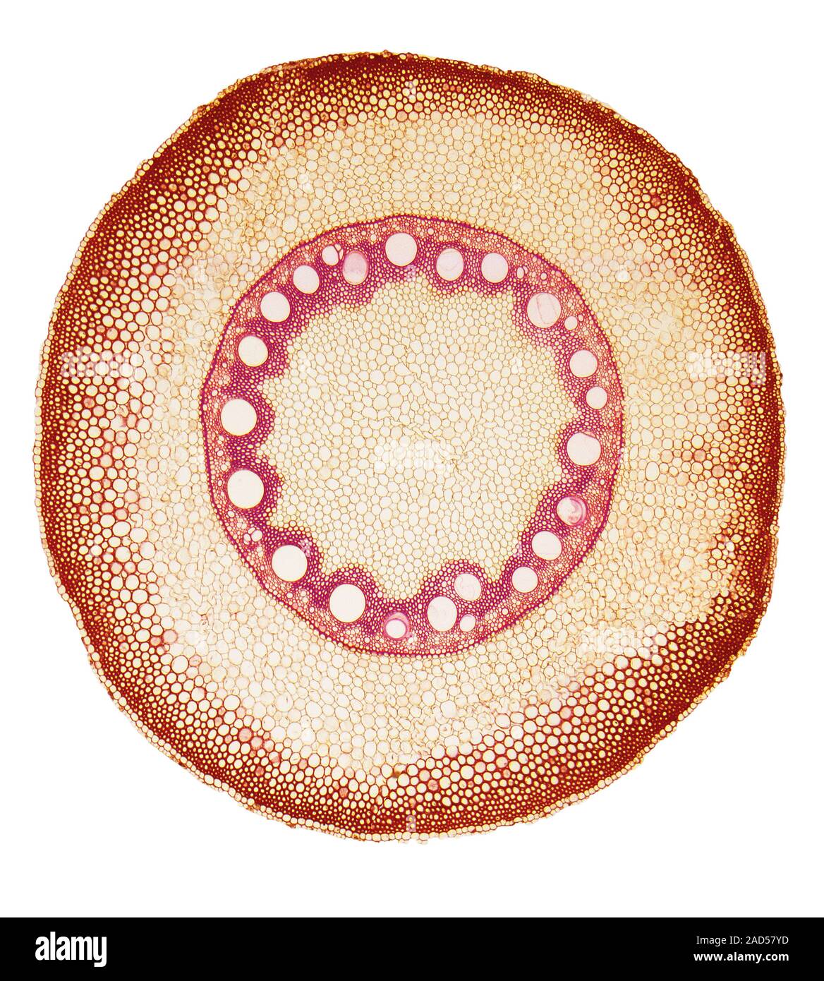 Monocot root vascular arrangement. Light micrograph (LM) of a section ... Monocot root vascular arrangement. Light micrograph (LM) of a section ...