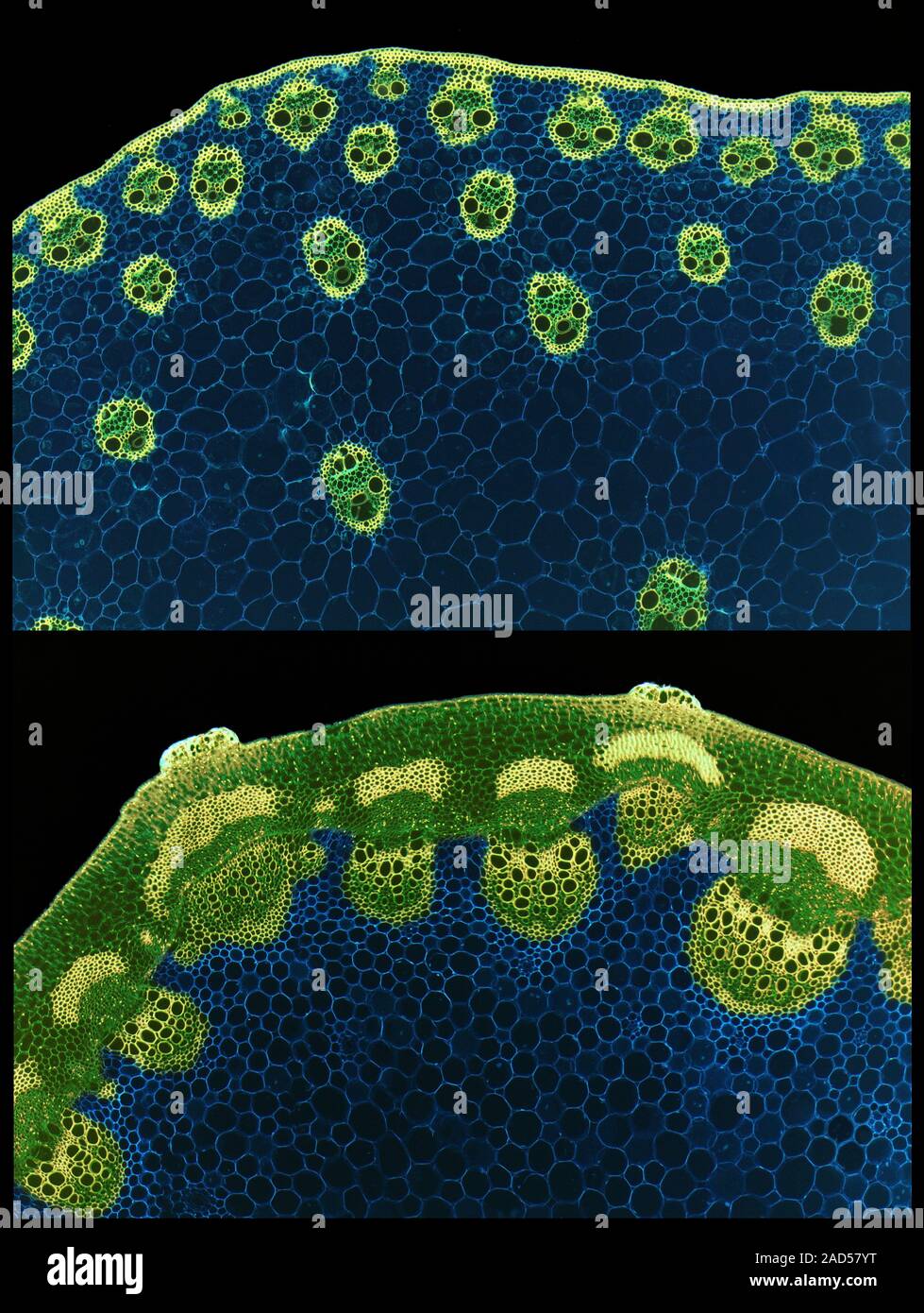 Stem vascular arrangement. Light micrograph of sections of monocot and ... Stem vascular arrangement. Light micrograph of sections of monocot and ...