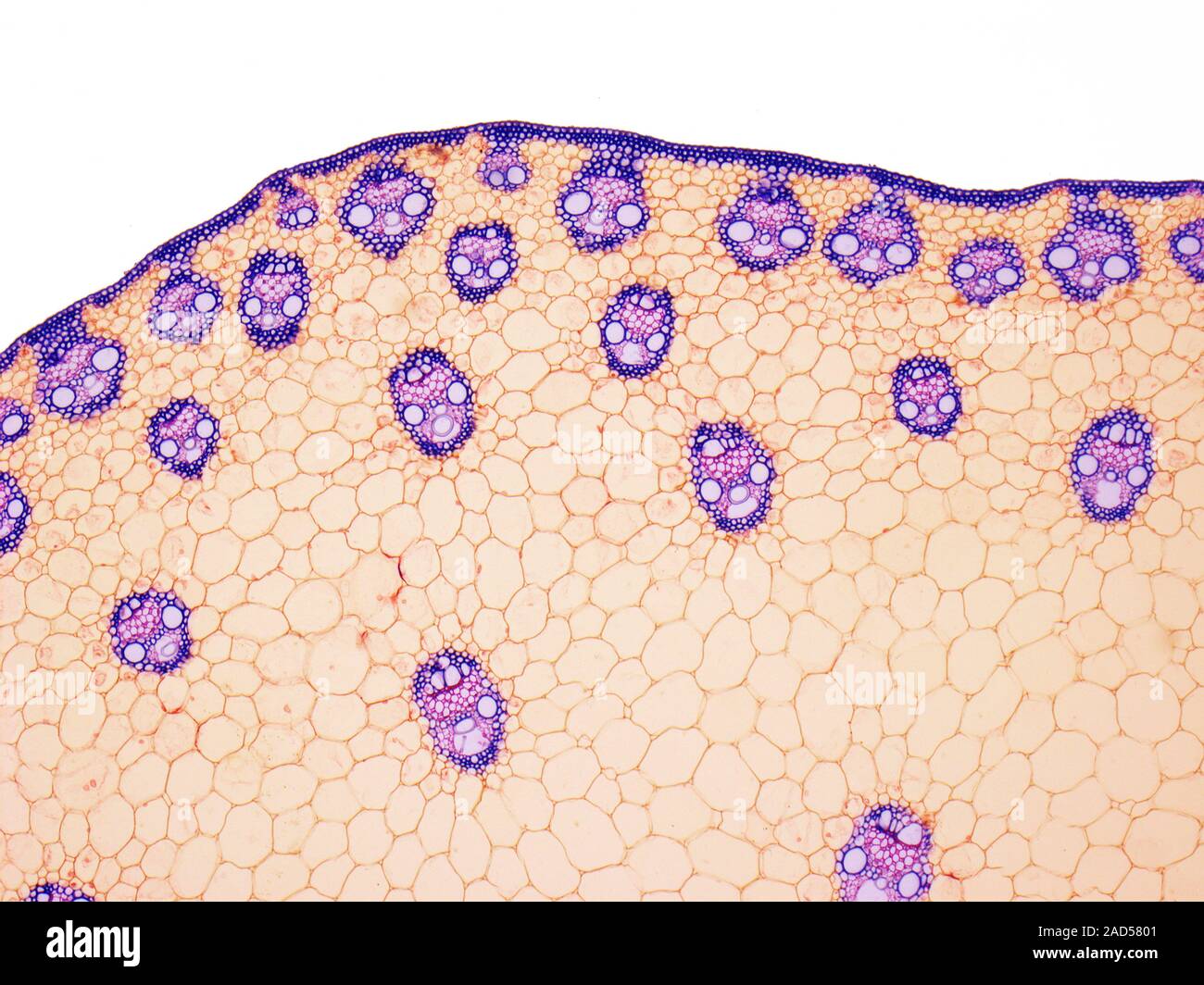 Monocot stem vascular arrangement. Light micrograph (LM) of a section ...