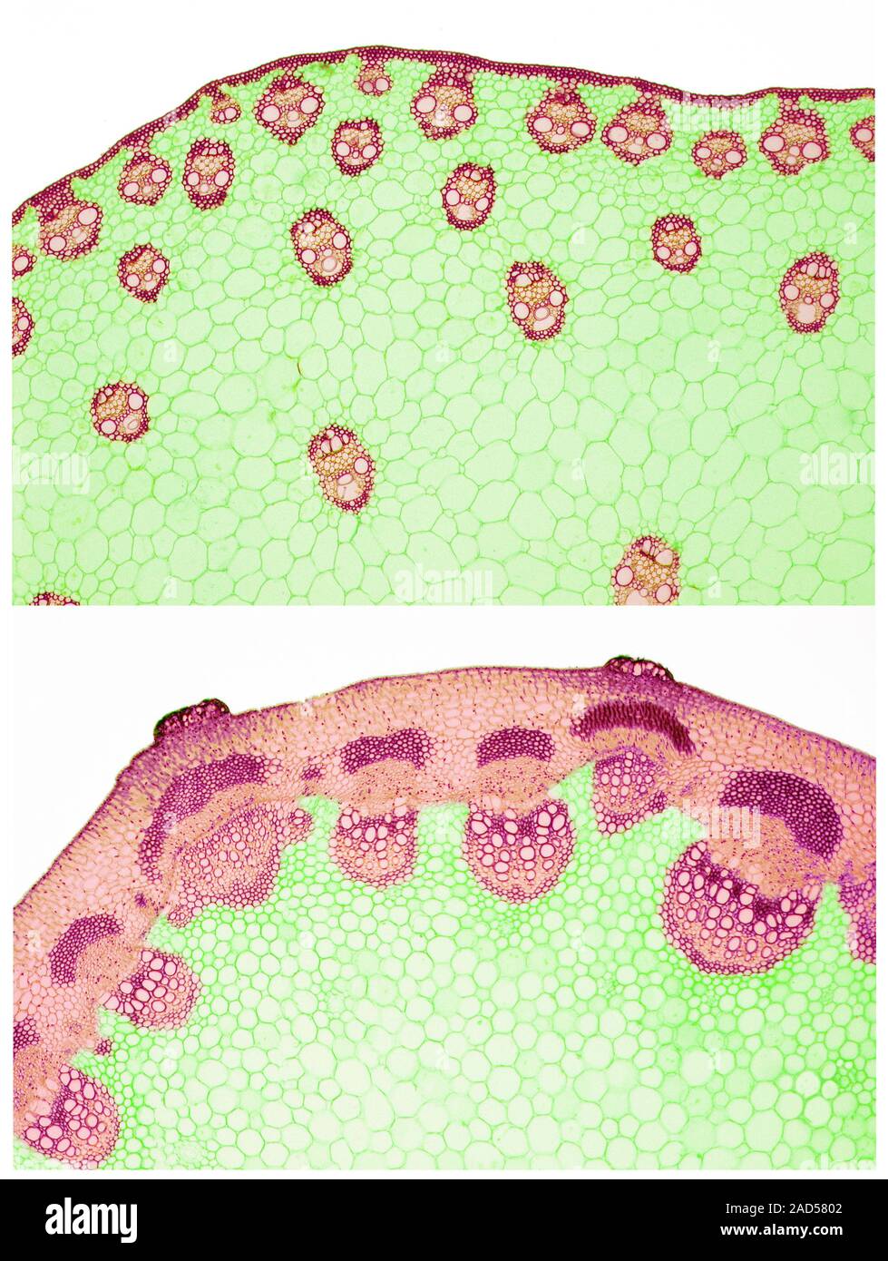 Stem vascular arrangement. Light micrograph of sections of monocot and ... Stem vascular arrangement. Light micrograph of sections of monocot and ...