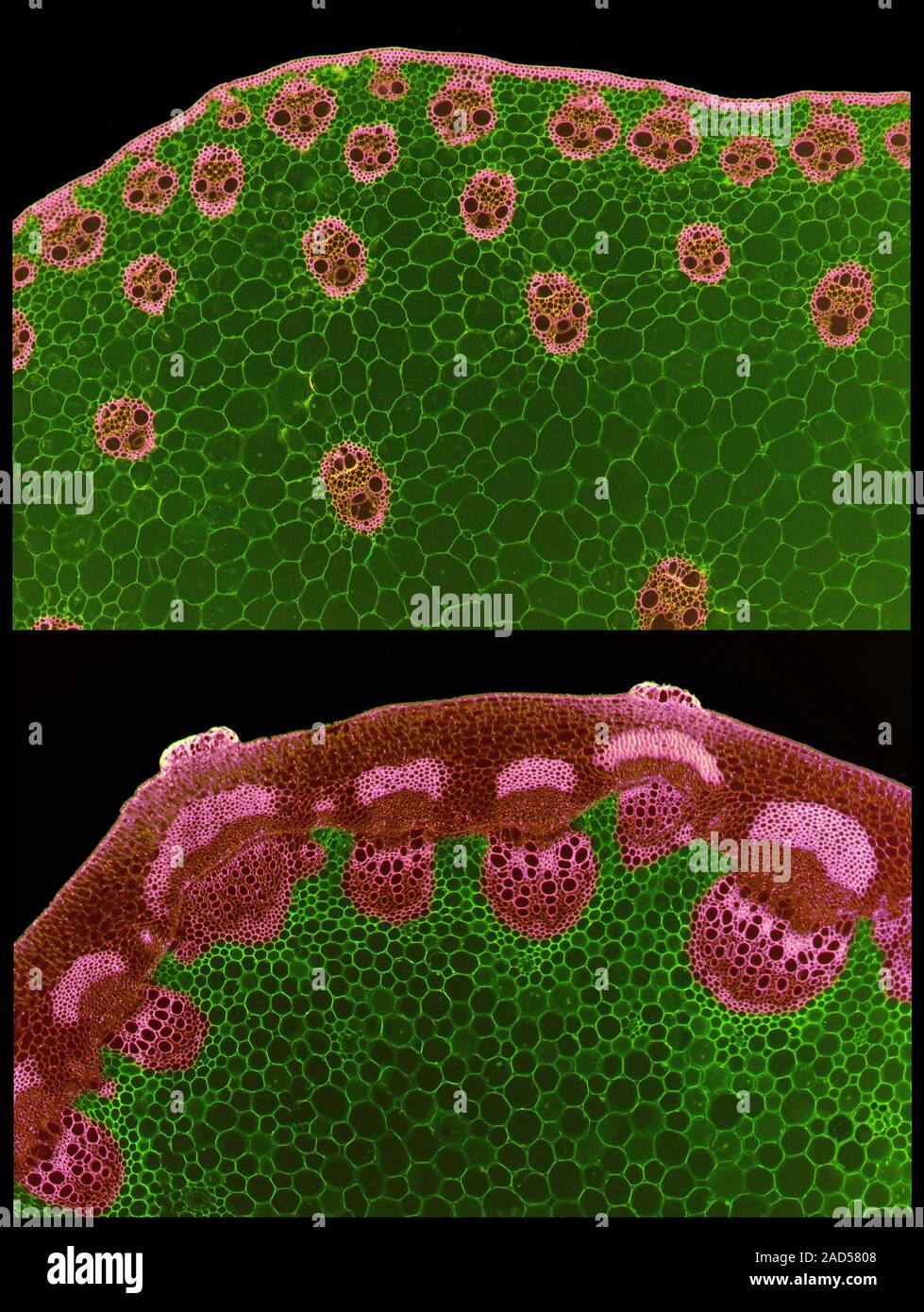 Stem vascular arrangement. Light micrograph of sections of monocot and ... Stem vascular arrangement. Light micrograph of sections of monocot and ...