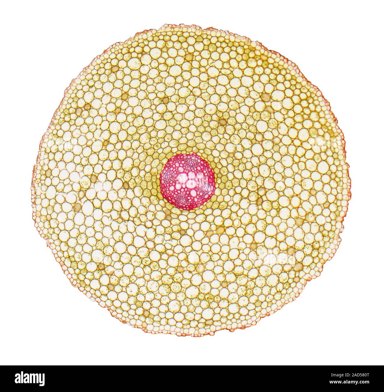 Dicot root vascular arrangement. Light micrograph (LM) of a section of ... Dicot root vascular arrangement. Light micrograph (LM) of a section of ...