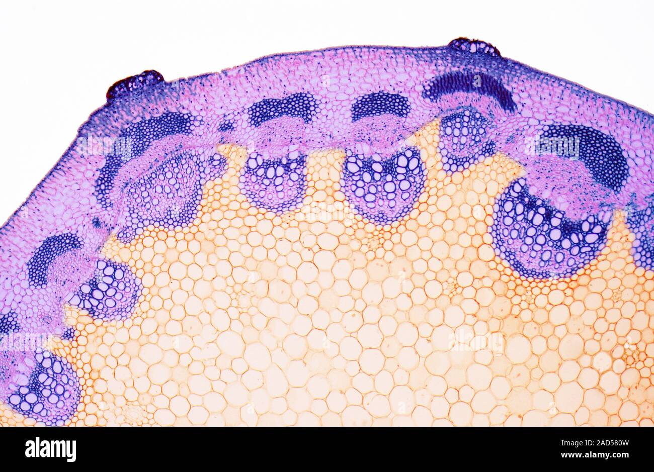 Dicot stem vascular arrangement. Light micrograph (LM) of a section of ... Dicot stem vascular arrangement. Light micrograph (LM) of a section of ...