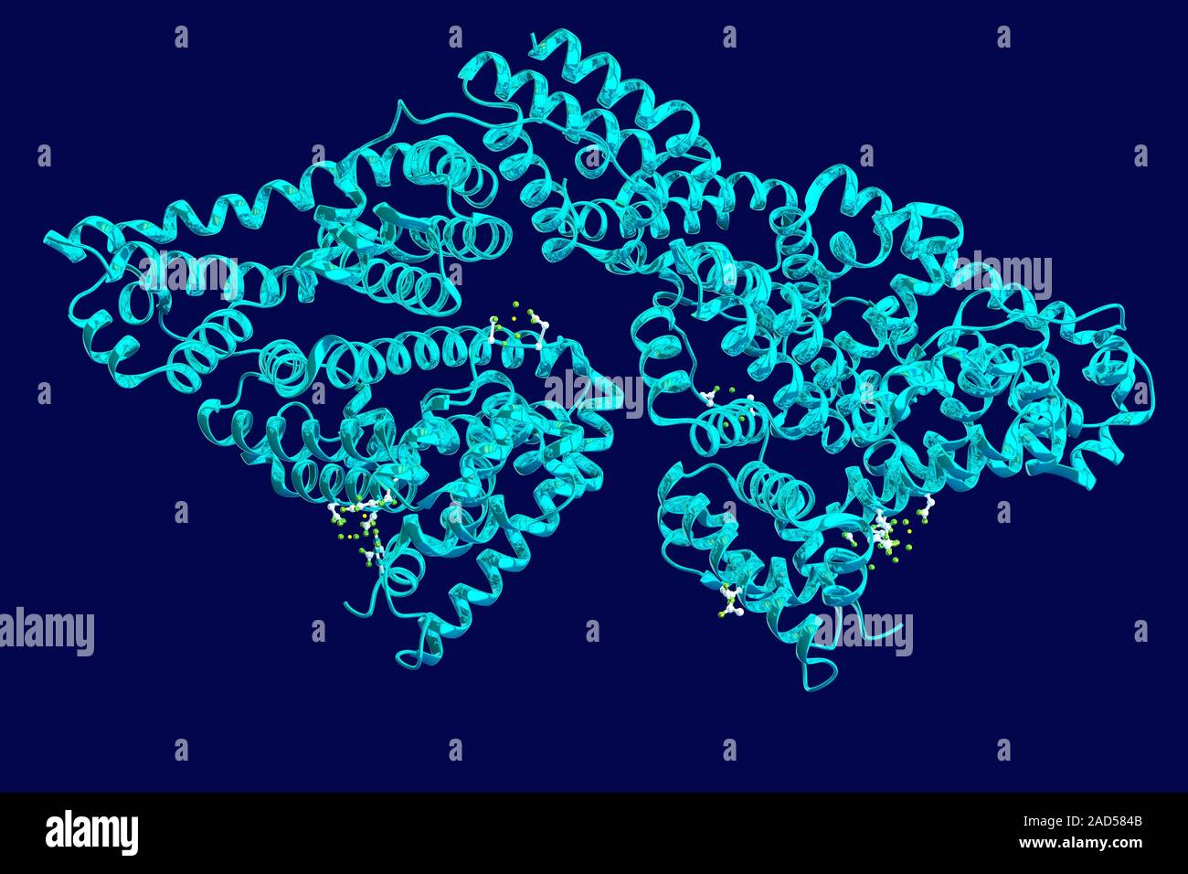 Bovine serum albumin (BSA). Computer illustration showing the structure of a molecule of bovine ...