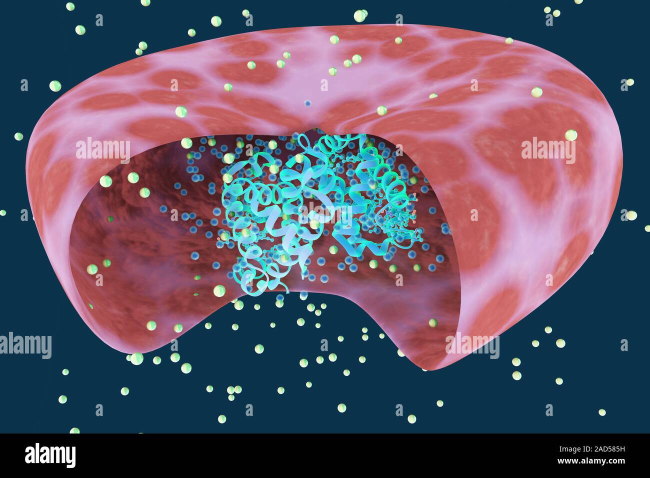 Illustration of a red blood cell (red) containing haemoglobin protein ...