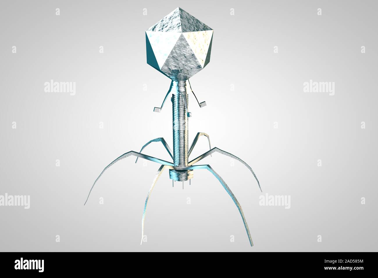 Computer illustration of a T4 bacteriophage virus. The head contains ...
