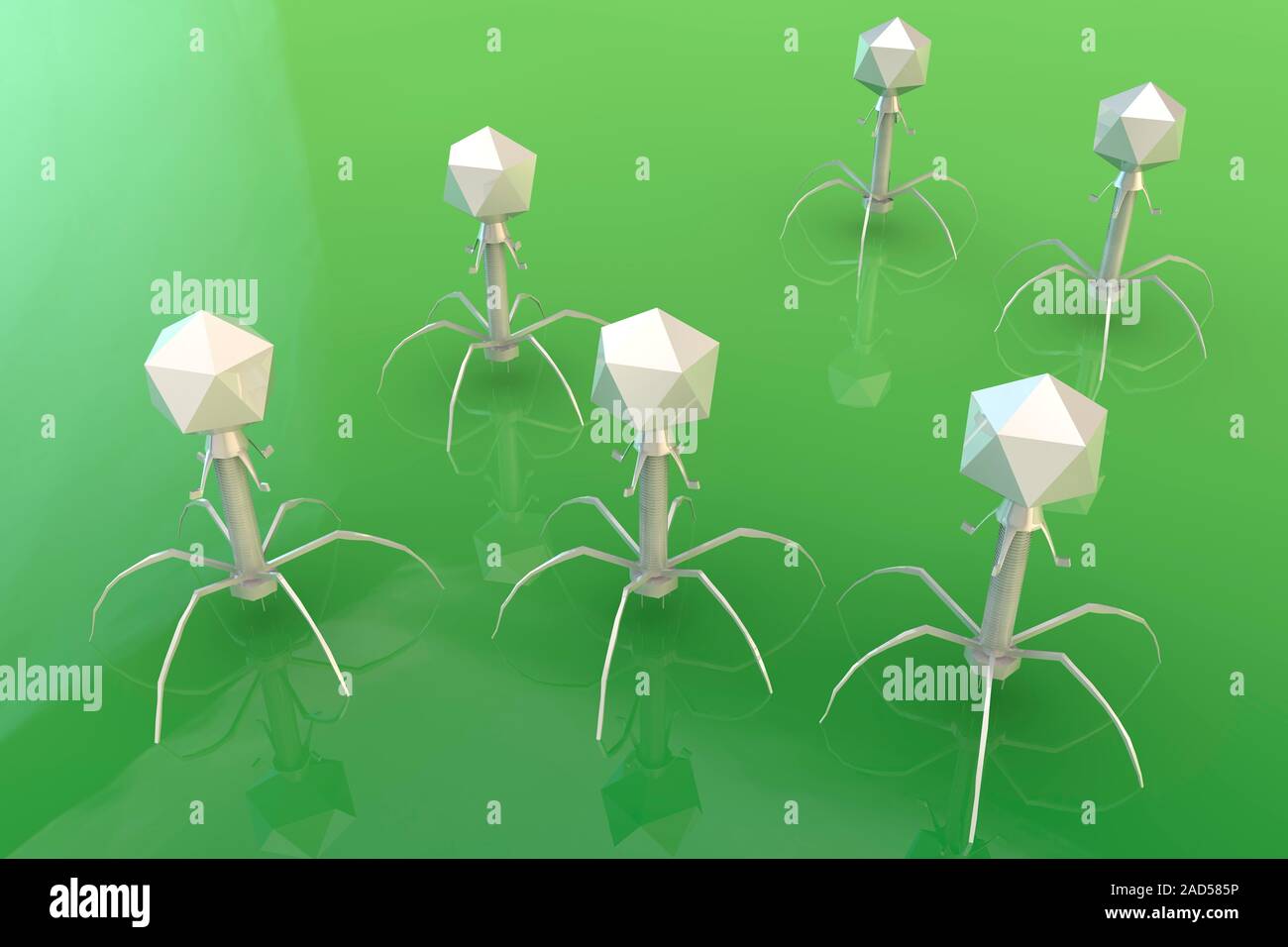 Computer illustration of a T4 bacteriophage virus. The head contains ...