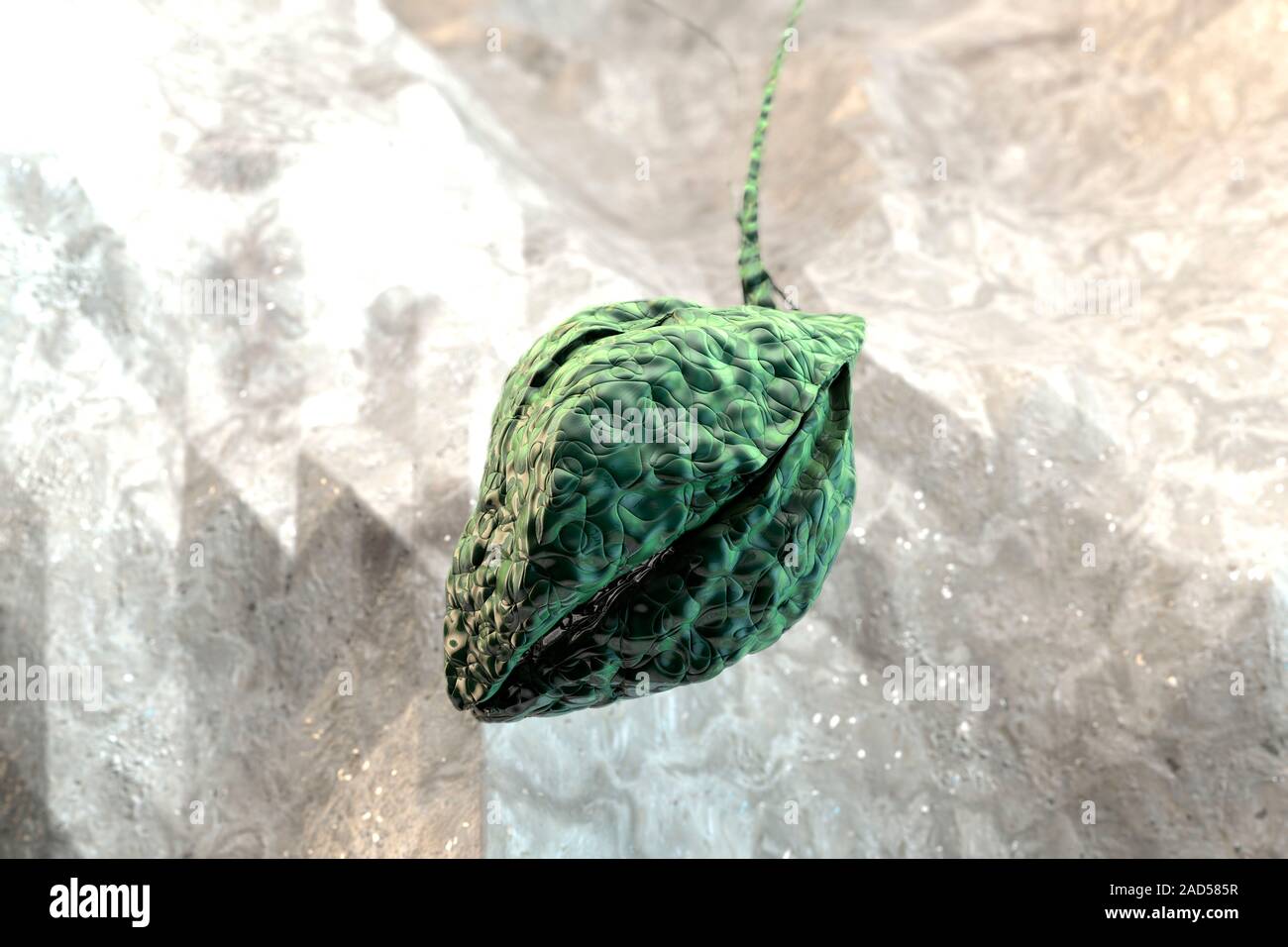 Illustration of Leishmania parasite. Leishmania parasites cause the ...