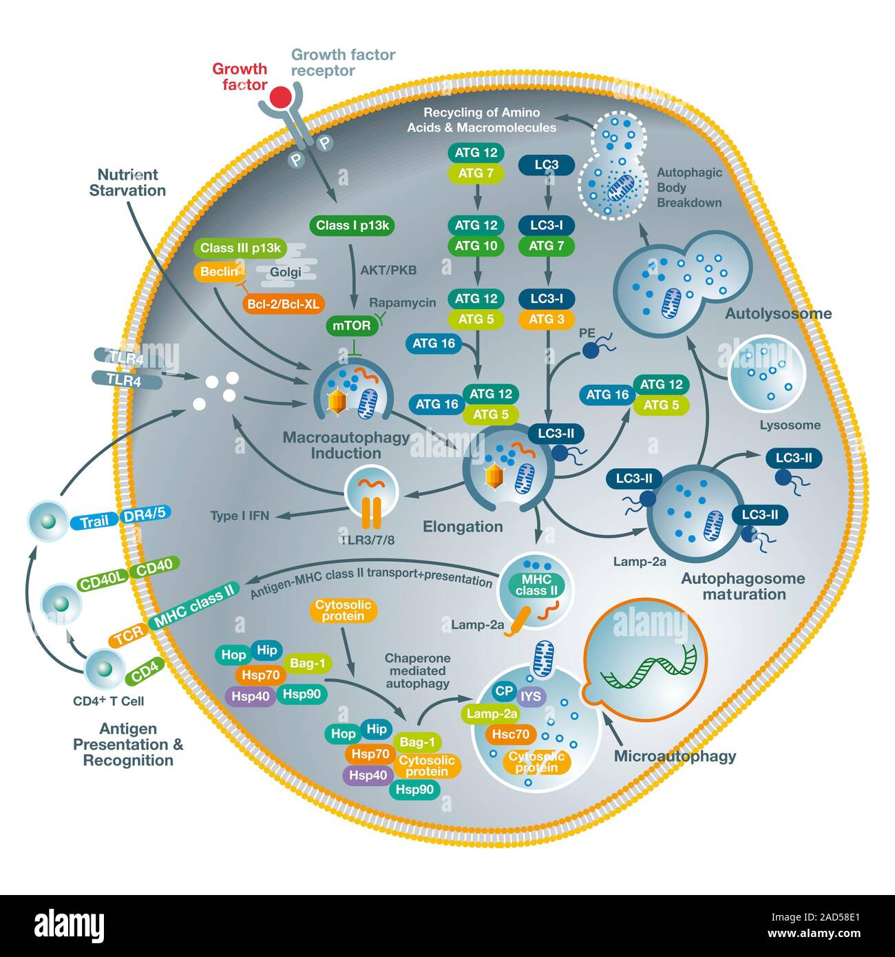 Autophagy mechanisms, illustration. Autophagy (autophagocytosis) is the ...