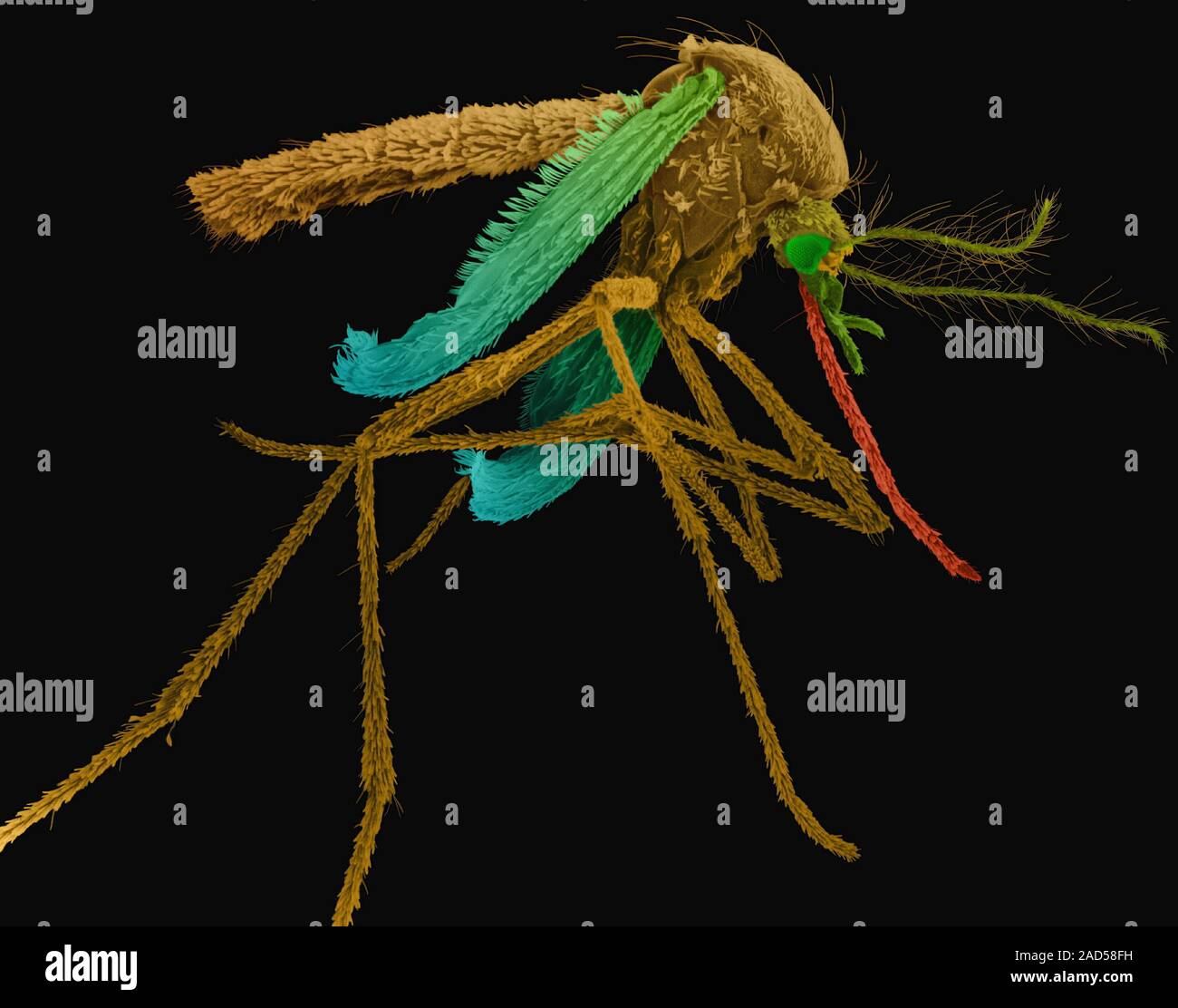 Coloured scanning electron micrograph (SEM) of a female mosquito (Aedes ...