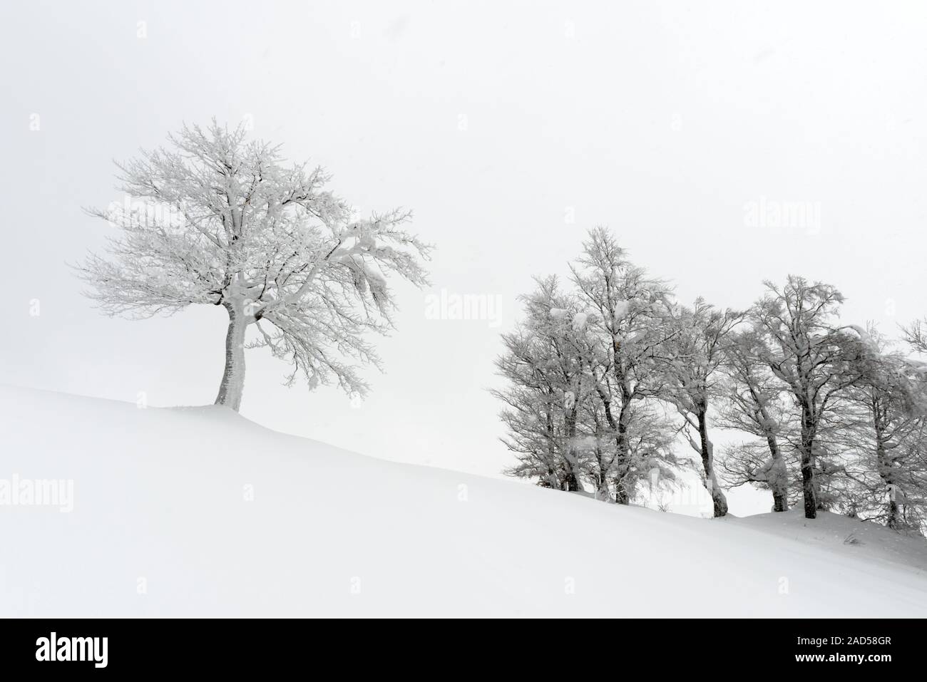 Amazing landscape with a lonely snowy tree in a winter field ...