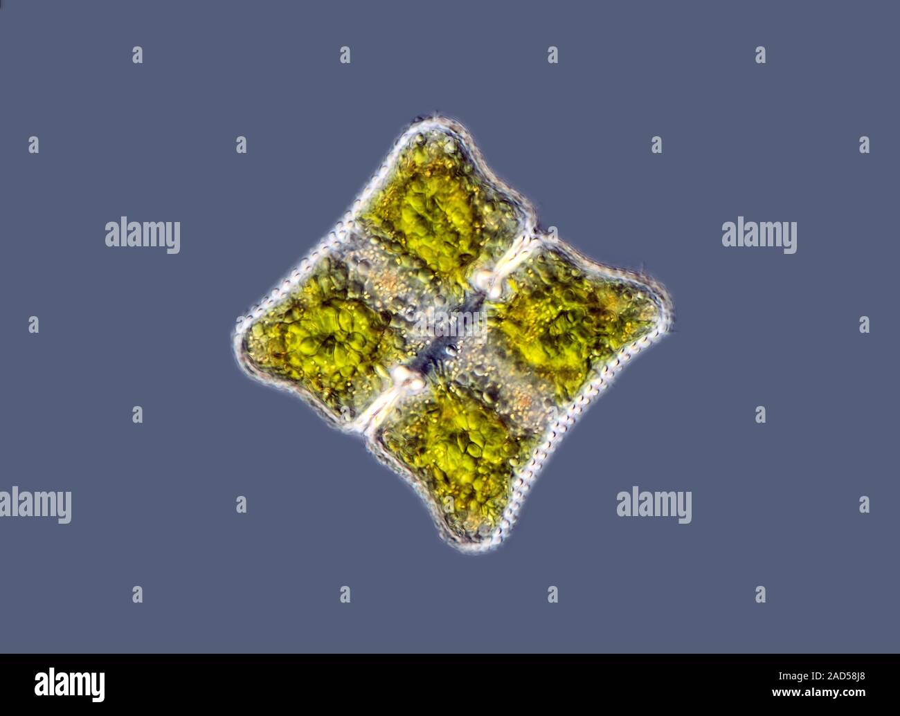 Cosmarium desmid. Light micrograph of a Cosmarium sp. desmid. Desmids ...