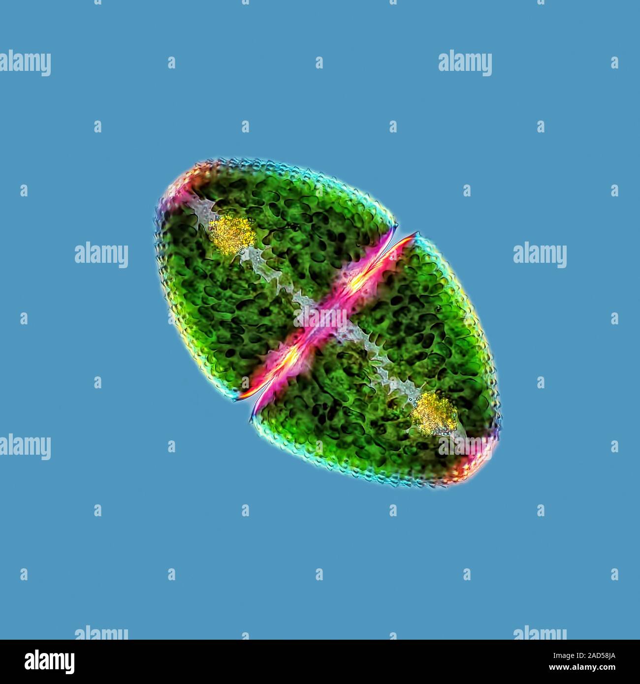Cosmarium desmid. Polarised light micrograph of a Cosmarium sp. desmid ...