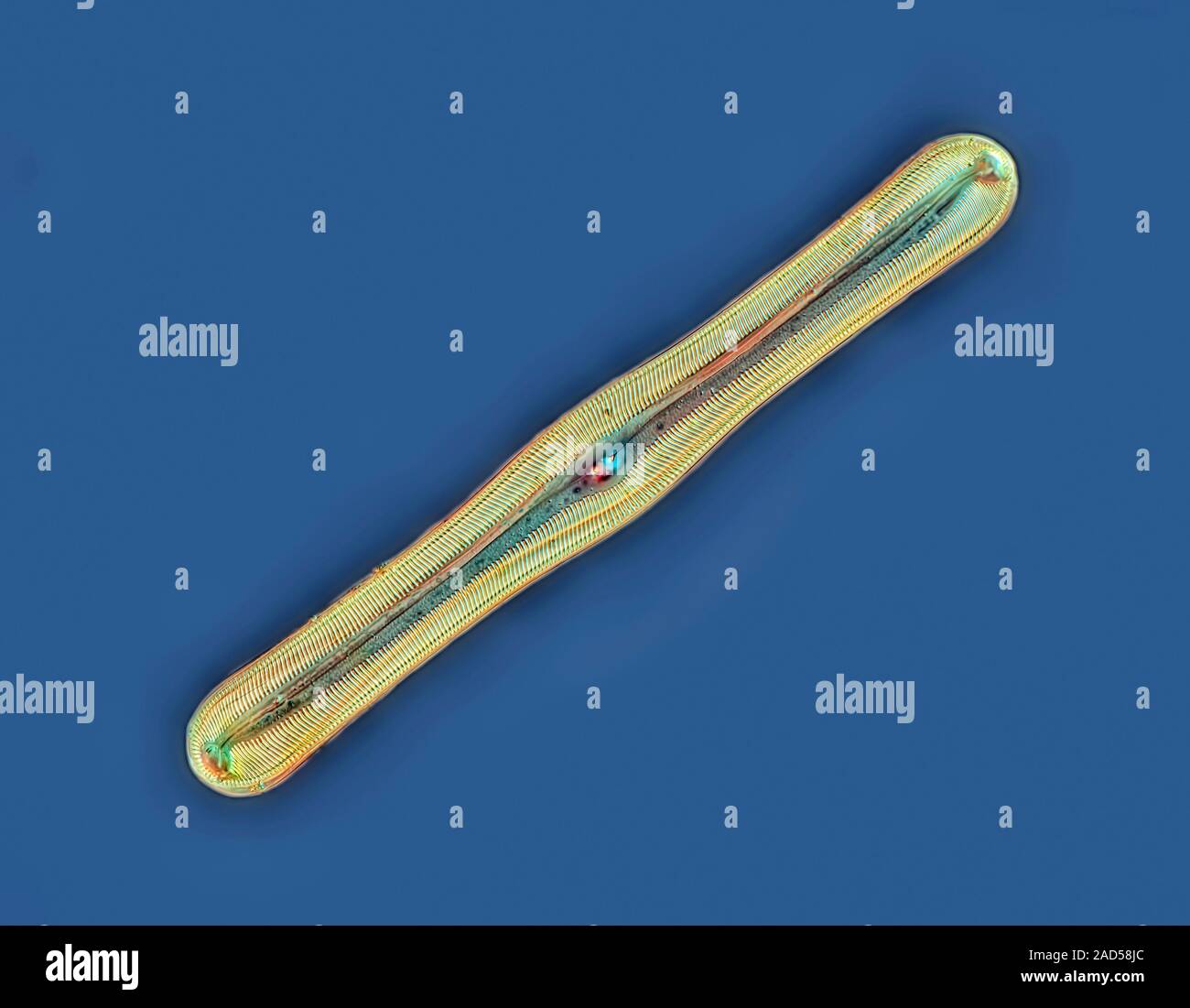 Diatom, light micrograph. Diatoms are single-celled photosynthetic ...