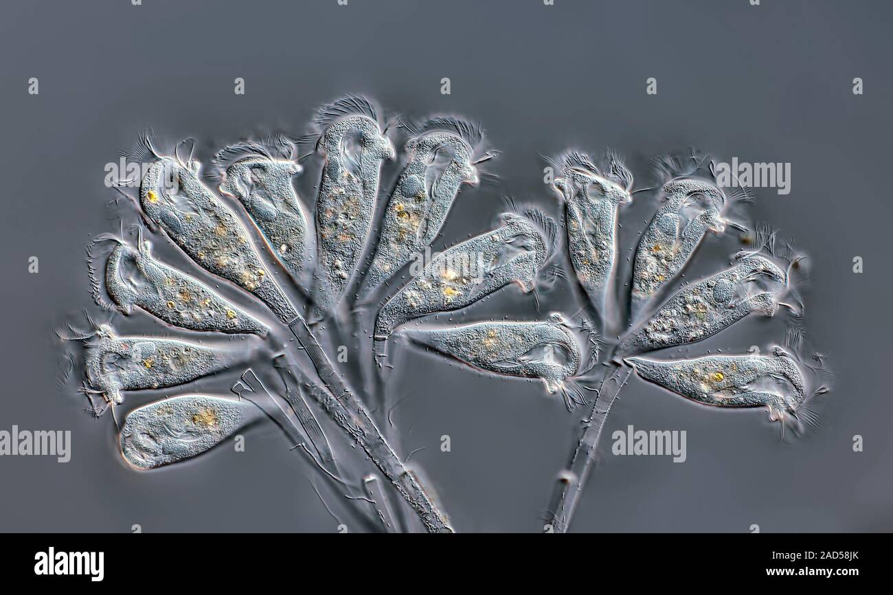 Epistylis ciliates. Light micrograph of a colony of the ciliate ...