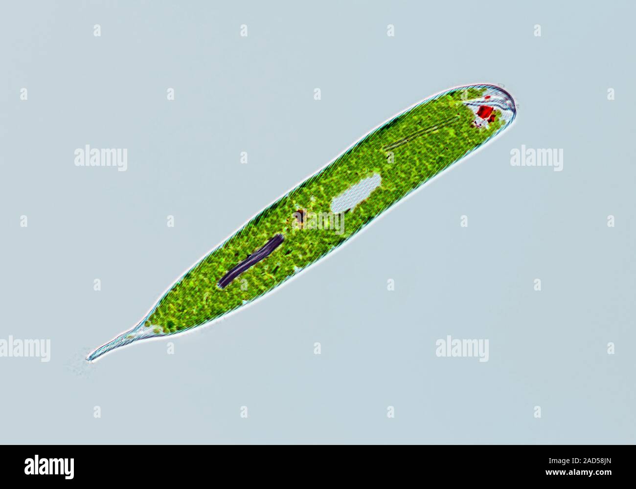 Euglena, light micrograph. Euglena is a single-celled plant-like ...