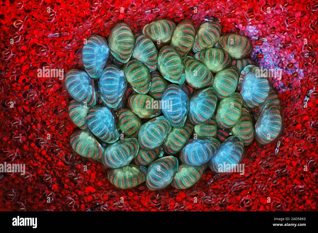 Fern sorus. Fluorescence light micrograph of a sorus on the underside ...