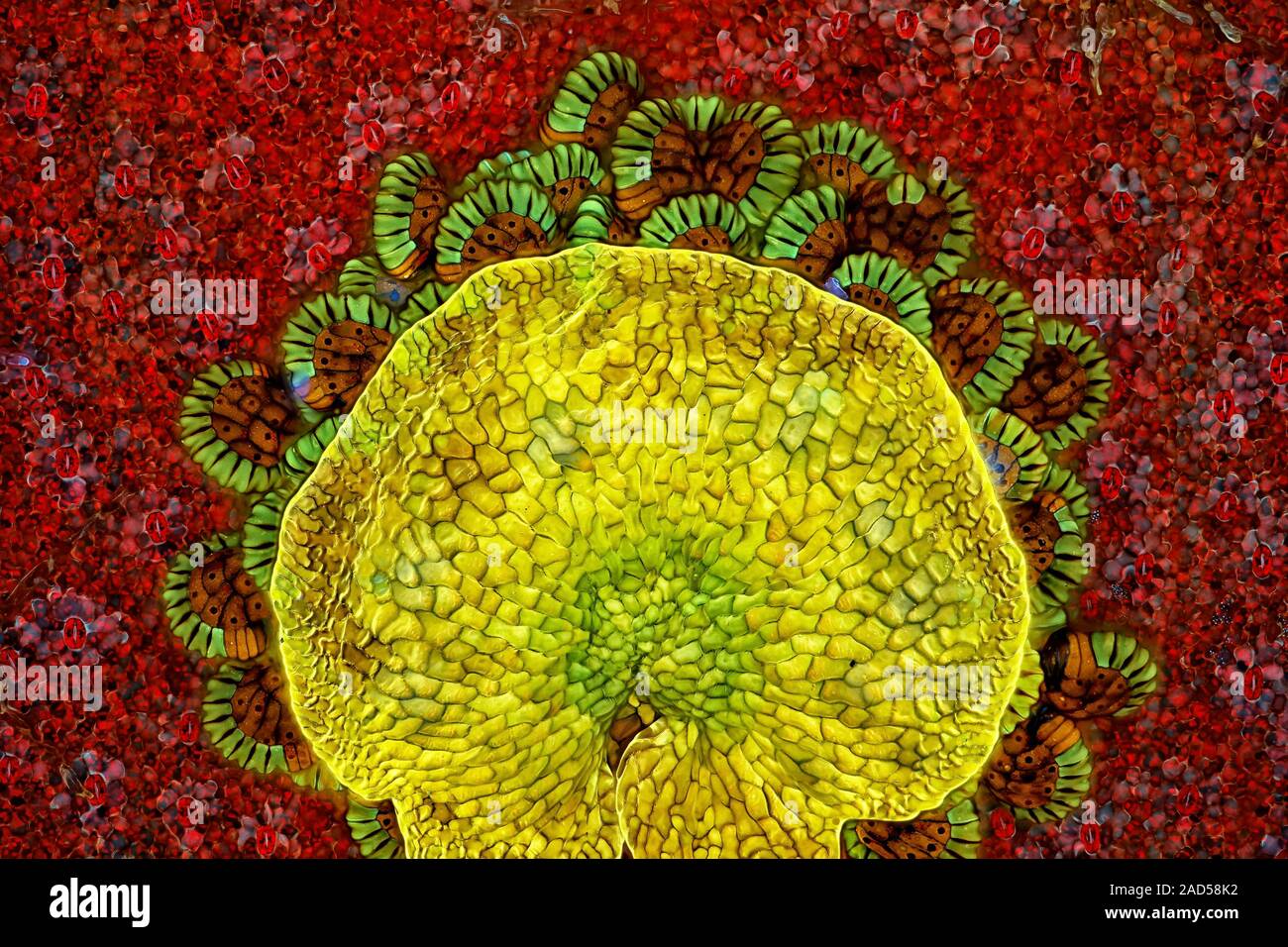 Fern sorus. Fluorescence light micrograph of a sorus on the underside ...