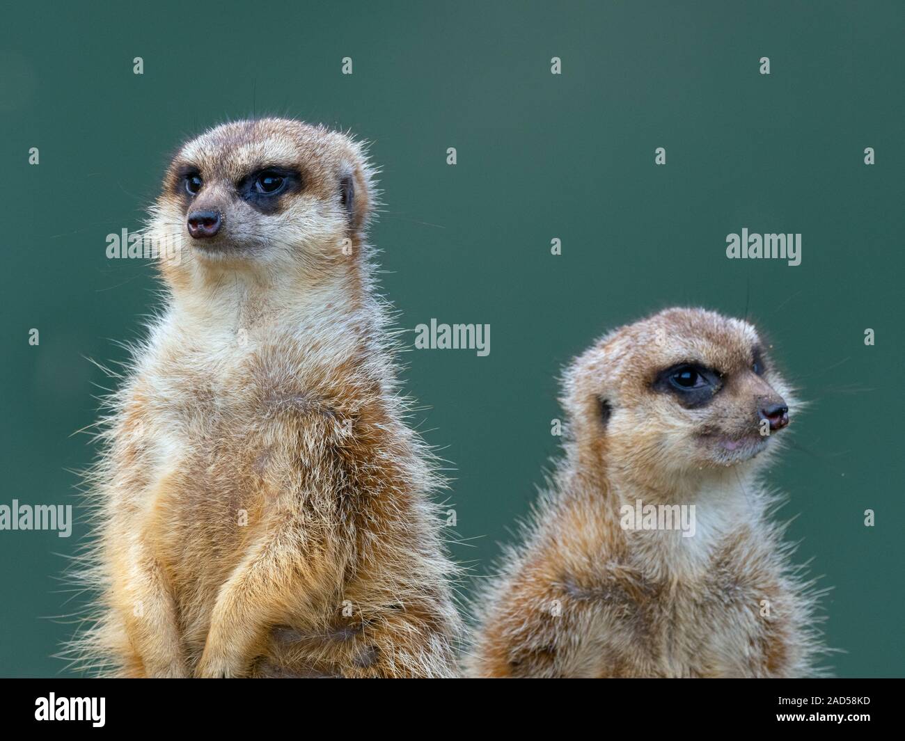 Meerkats suricata suricatta on guard hi-res stock photography and ...