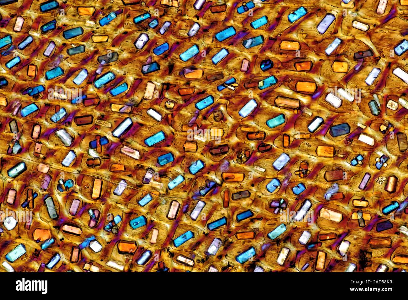 Raphides. Polarised light micrograph of tissue of garlic (Allium ...