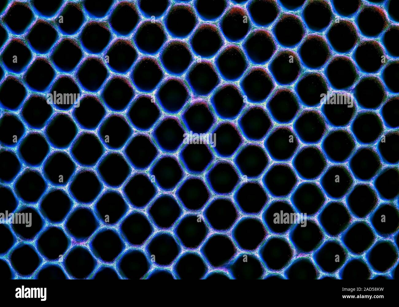 Insect eye. Fluorescence light micrograph of the eye of an insect. The ...