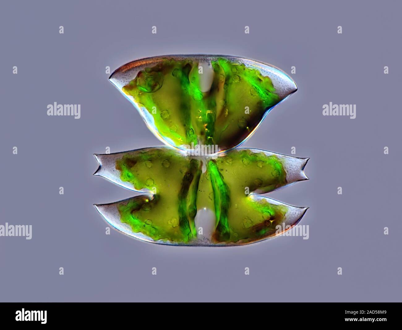 Desmid. Polarised light micrograph of a Micrasterias sp. desmid ...