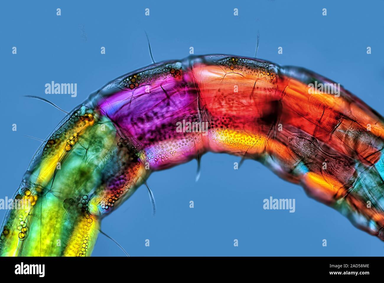 Midge larva. Polarised light micrograph of abdominal segments of a ...