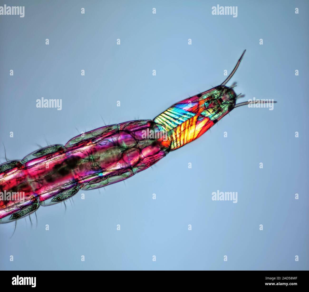 Midge larva. Polarised light micrograph of a midge larva. Midges are a ...