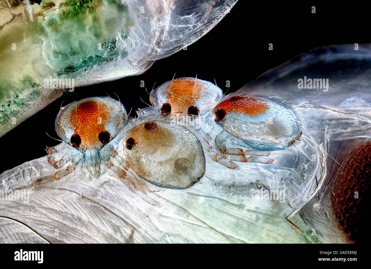Mites on insect pupa. Light micrograph of four parasitic mites on the ...