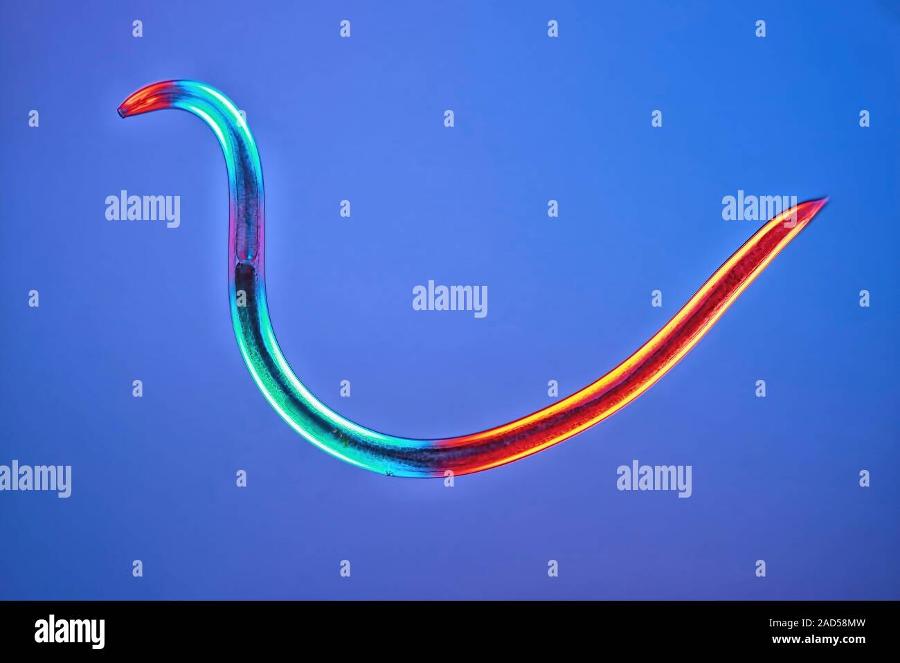 Nematode. Polarised light micrograph of a nematode. Nematodes are small ...