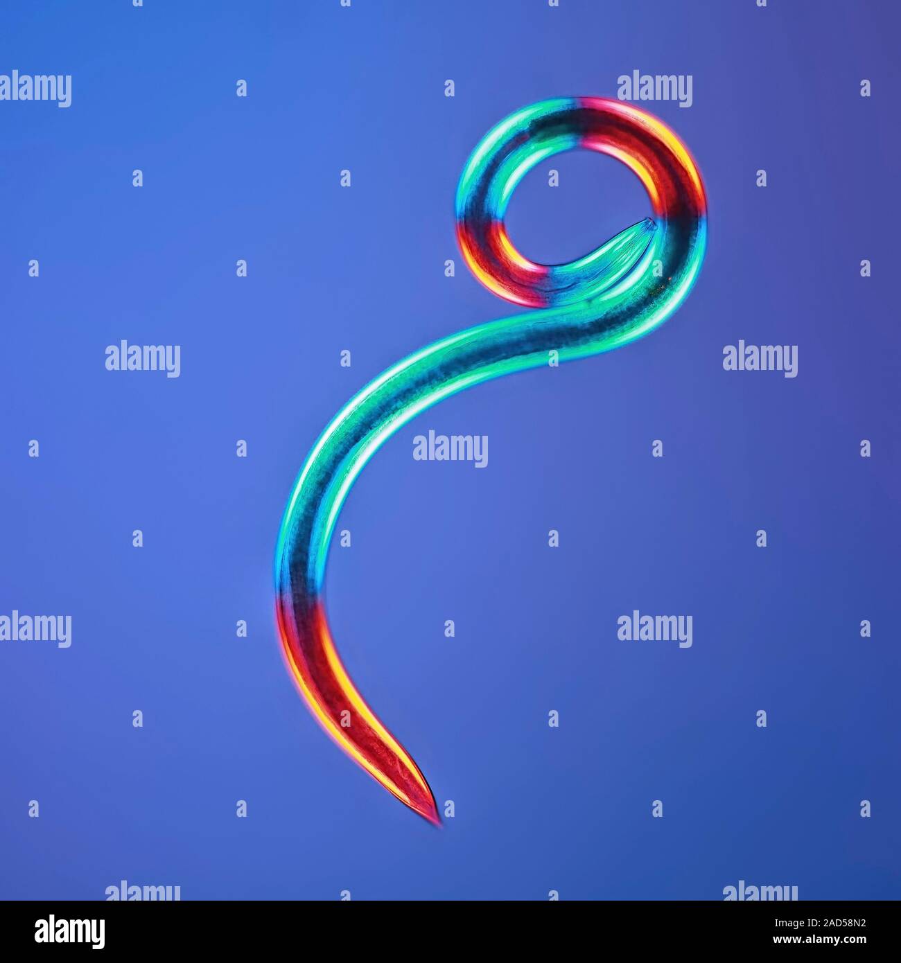 Nematode. Polarised light micrograph of a nematode. Nematodes are small ...