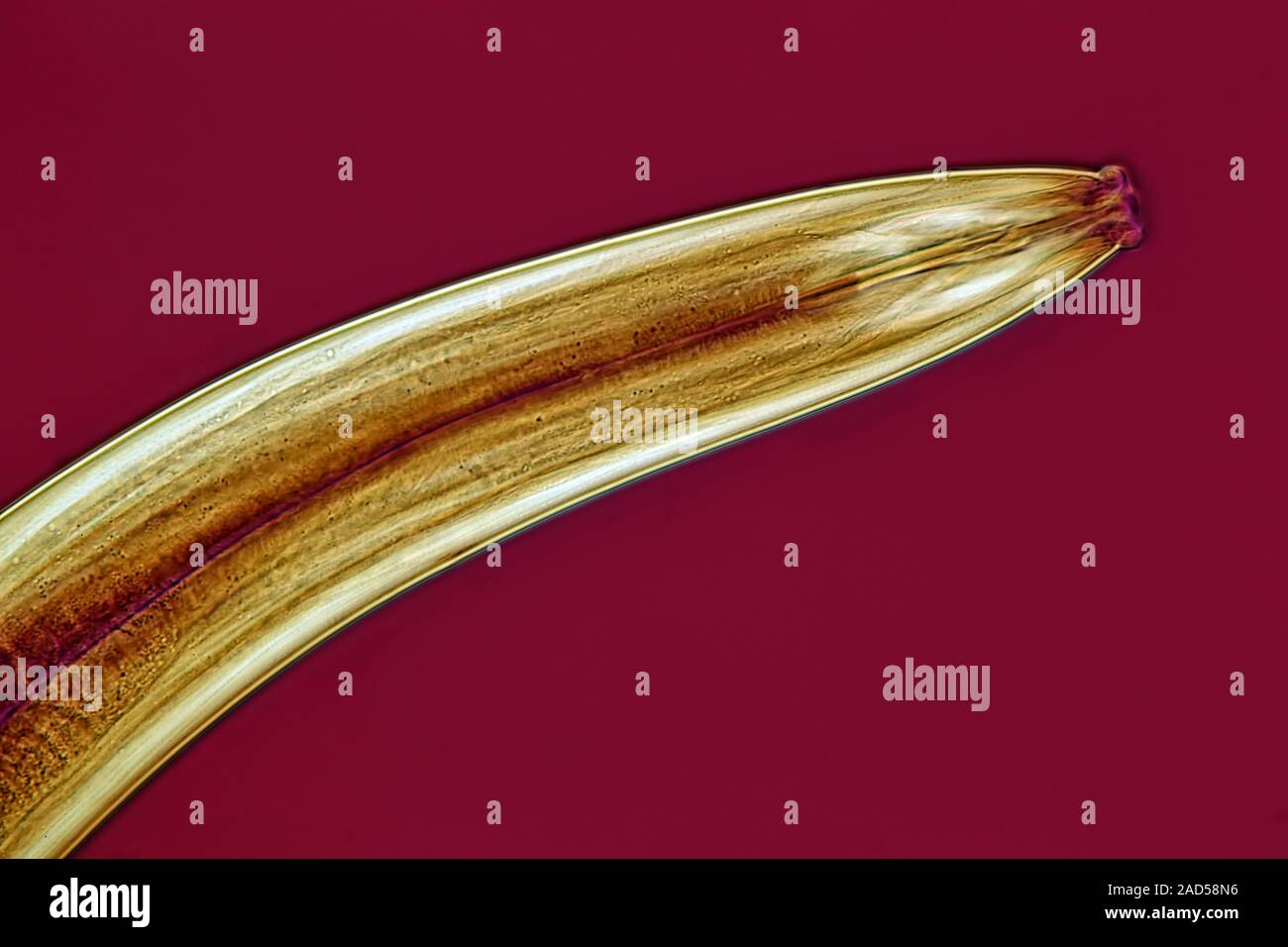 Nematode. Polarised light micrograph of a nematode. Nematodes are small ...