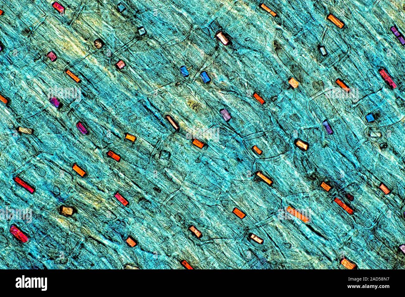 Raphides. Polarised light micrograph of tissue of onion (Allium sepa ...